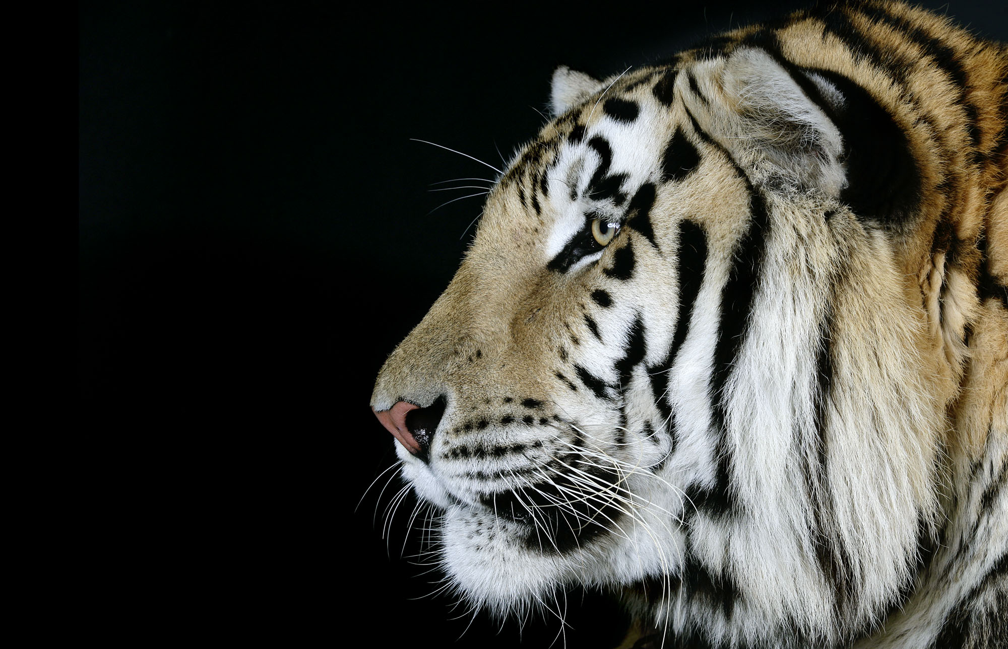 Myrtle Beach Safari Facts | Frequently Asked Questions | Preserve for ...