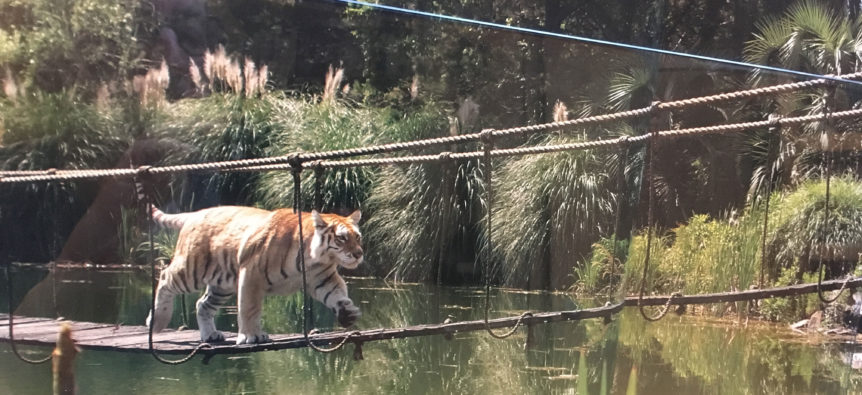 Myrtle Beach Safari > FAQs > The Animals